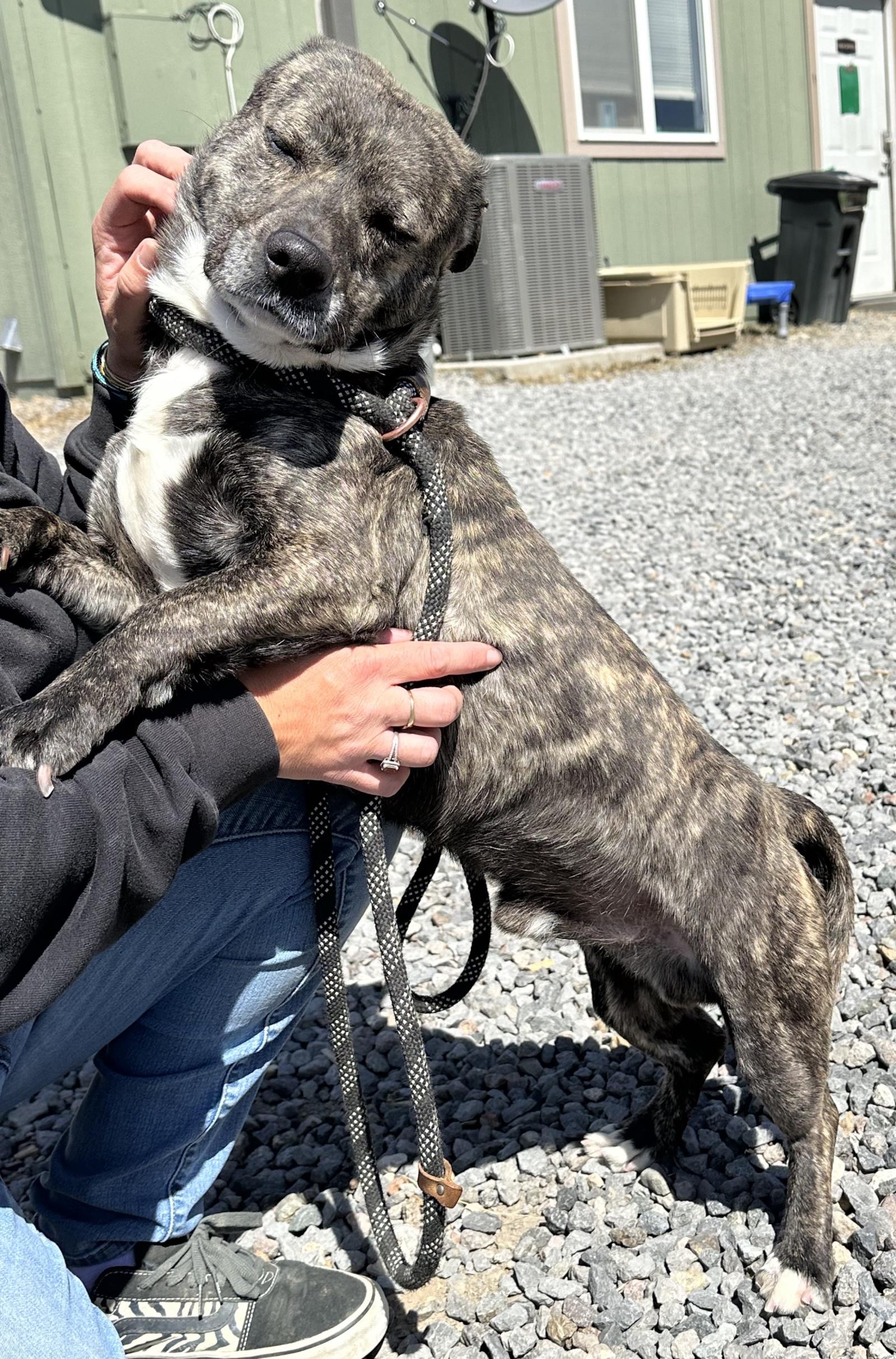 Wylie Animal Rescue Foundation