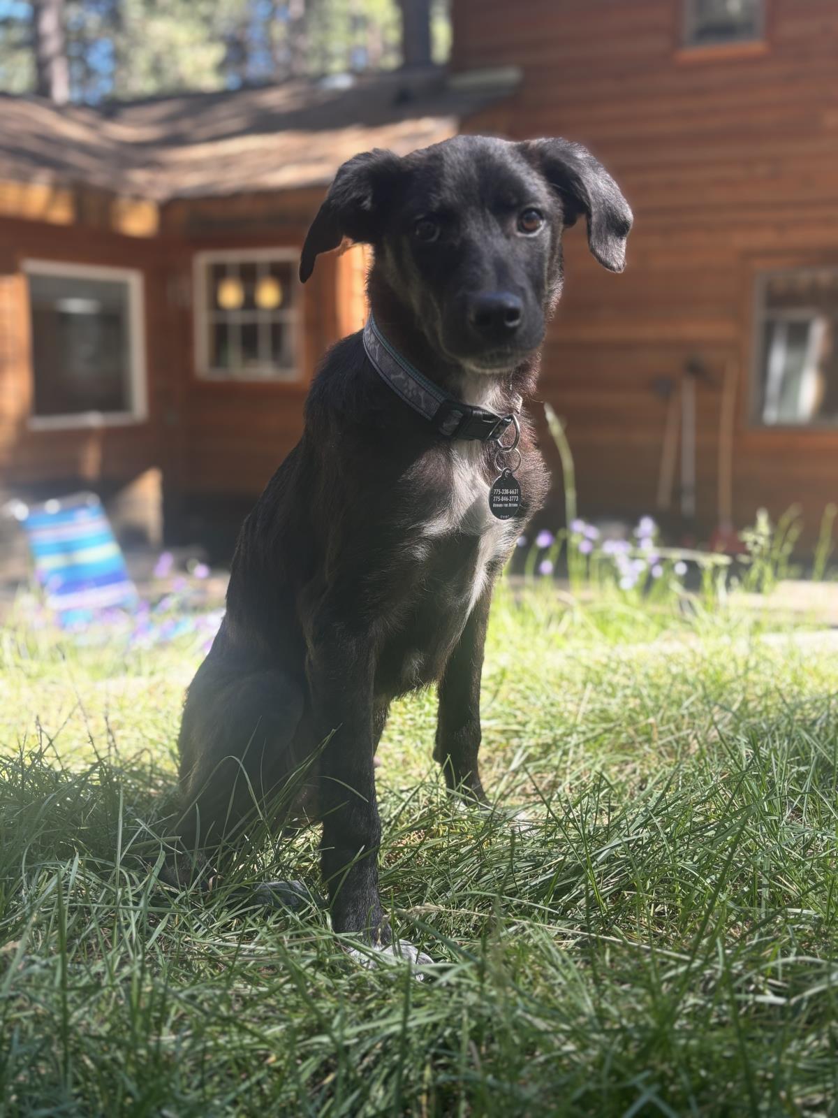 Wylie Animal Rescue Foundation