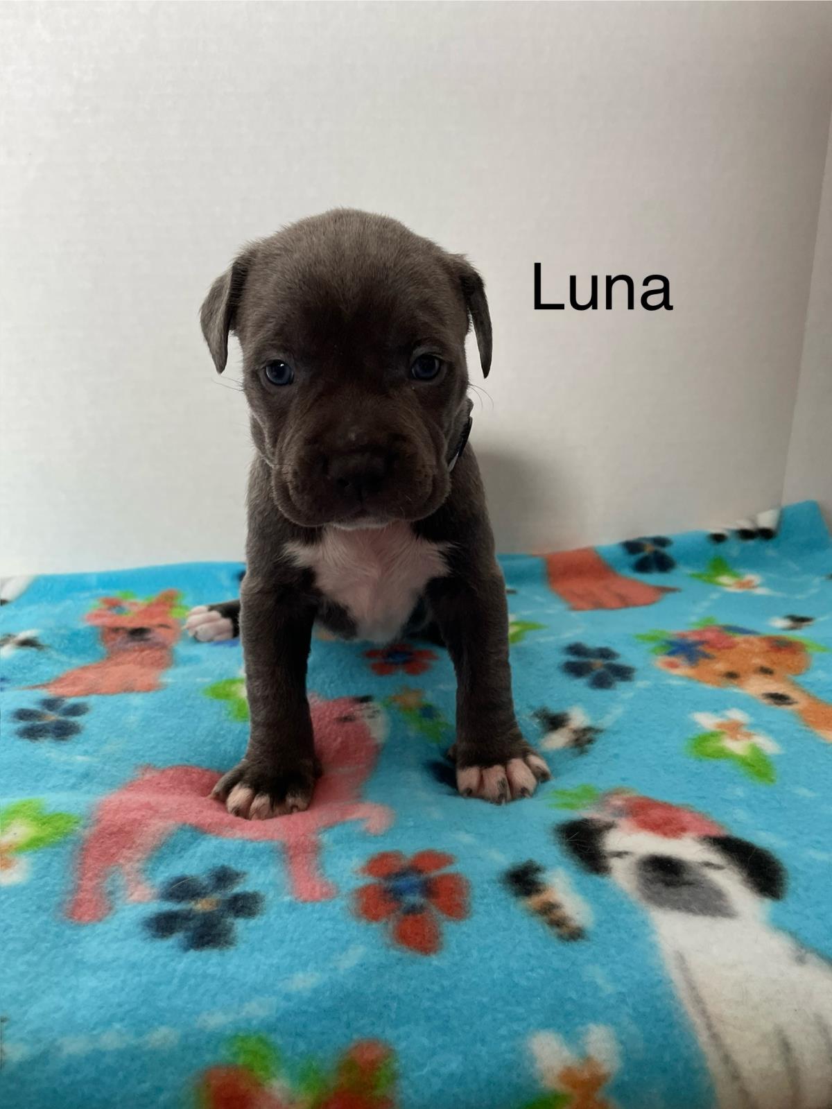 Wylie Animal Rescue Foundation