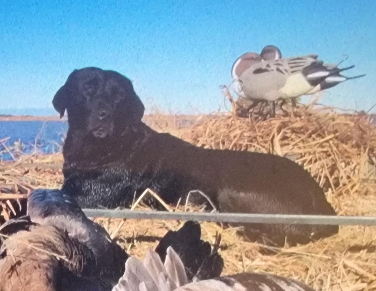 Wylie Animal Rescue Foundation