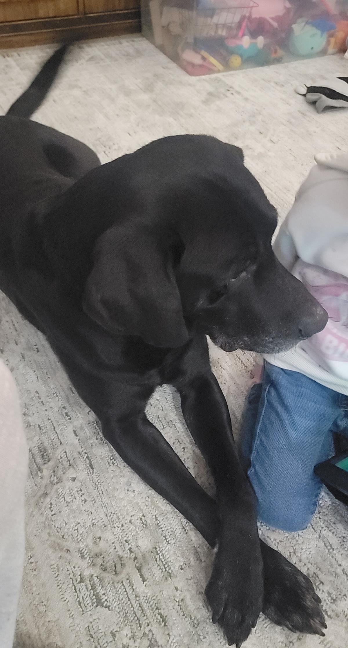 Wylie Animal Rescue Foundation